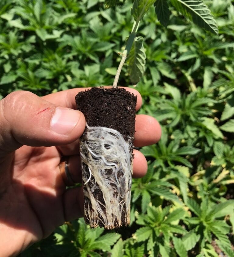 Air Pruning: What It Is, and How It Helps Plant Growth - ihort